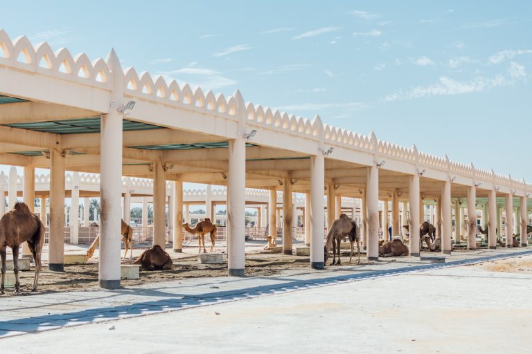 Here a camel, there a camel, everywhere a camel, at the camel farm ...